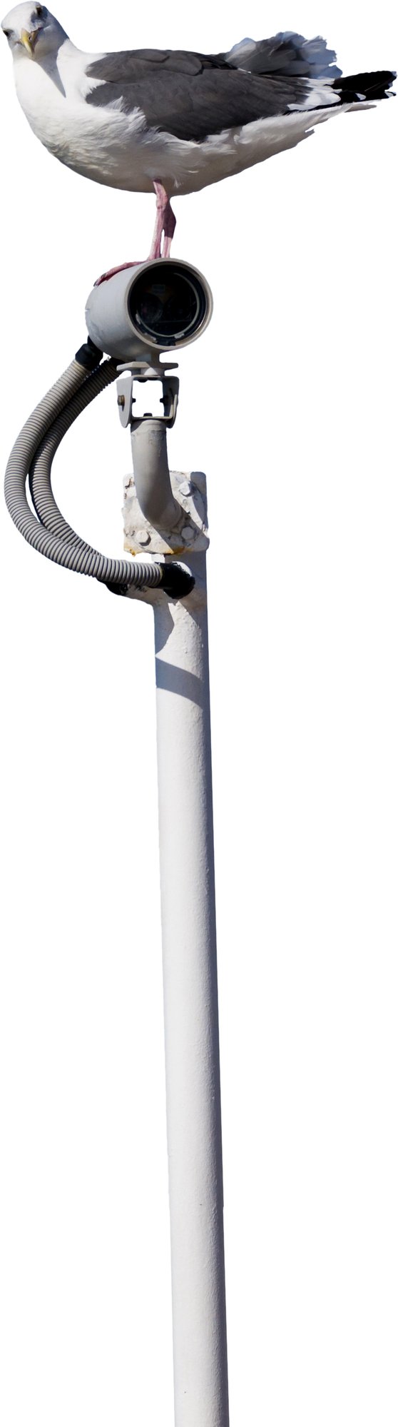 SEAGULL Surveillance - Automated vessel monitoring and registration.